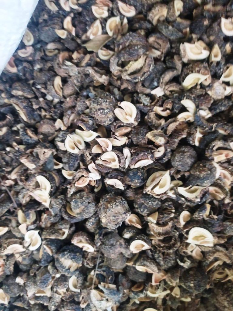 Nellikai With Seed/நெல்லிக்காய்/आँवला/Indian Gooseberry Rs.70/Kg – VGS ...