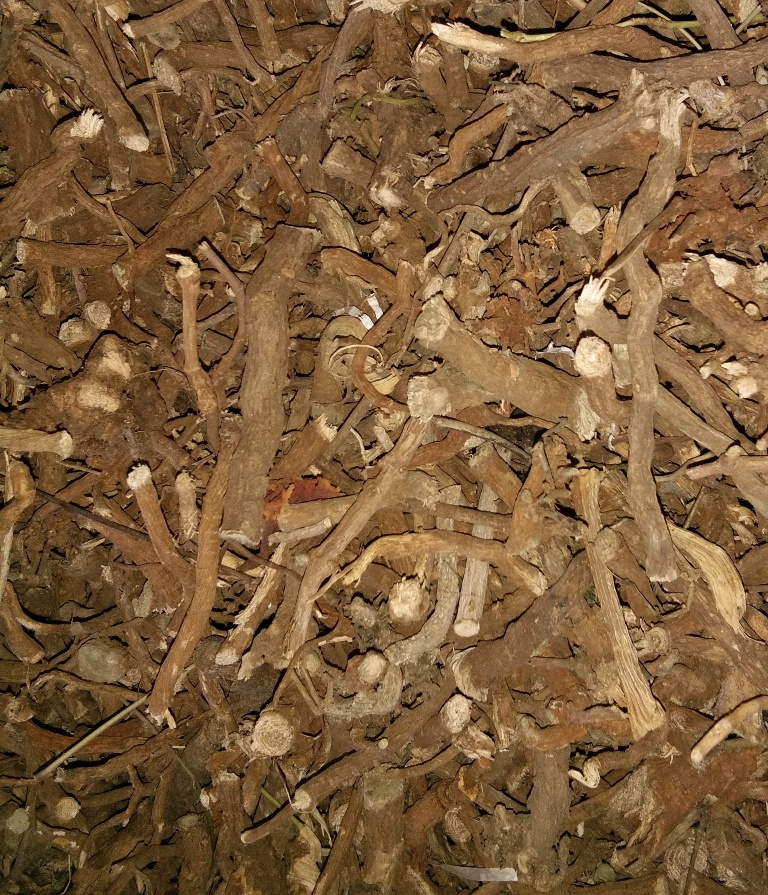 Saranai Veru/சாரணை வேர்/सालसाबुनि/Horse Purslane Root Rs.140/Kg – VGS ...