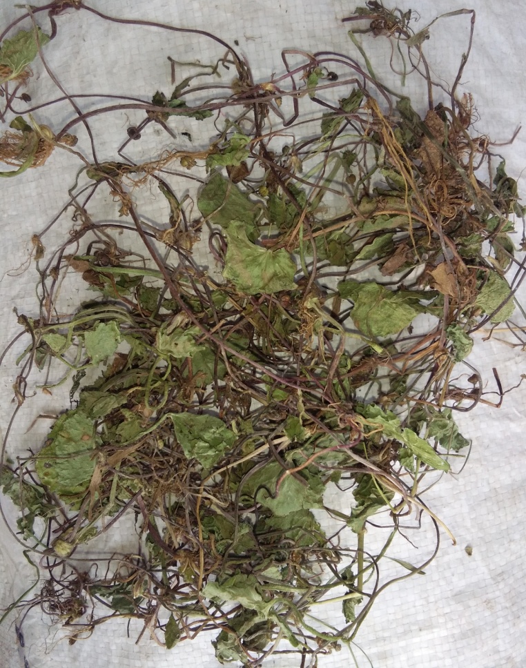 Vallarai/வல்லாரை/ब्राह्मी बूटी/Brahmi Leaves Rs.260/Kg – VGS HERBALS